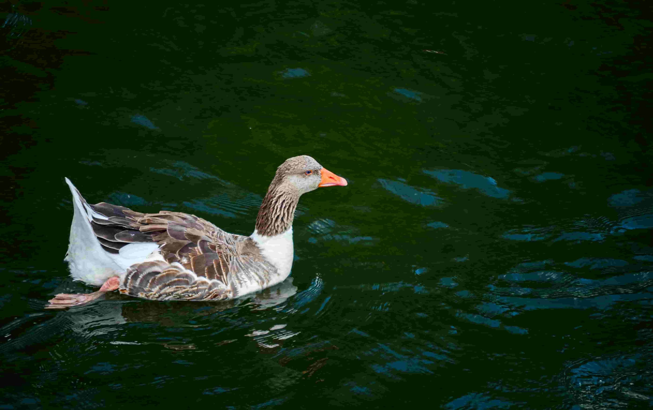 The Ultimate Guide to Goose Hunting in North America
